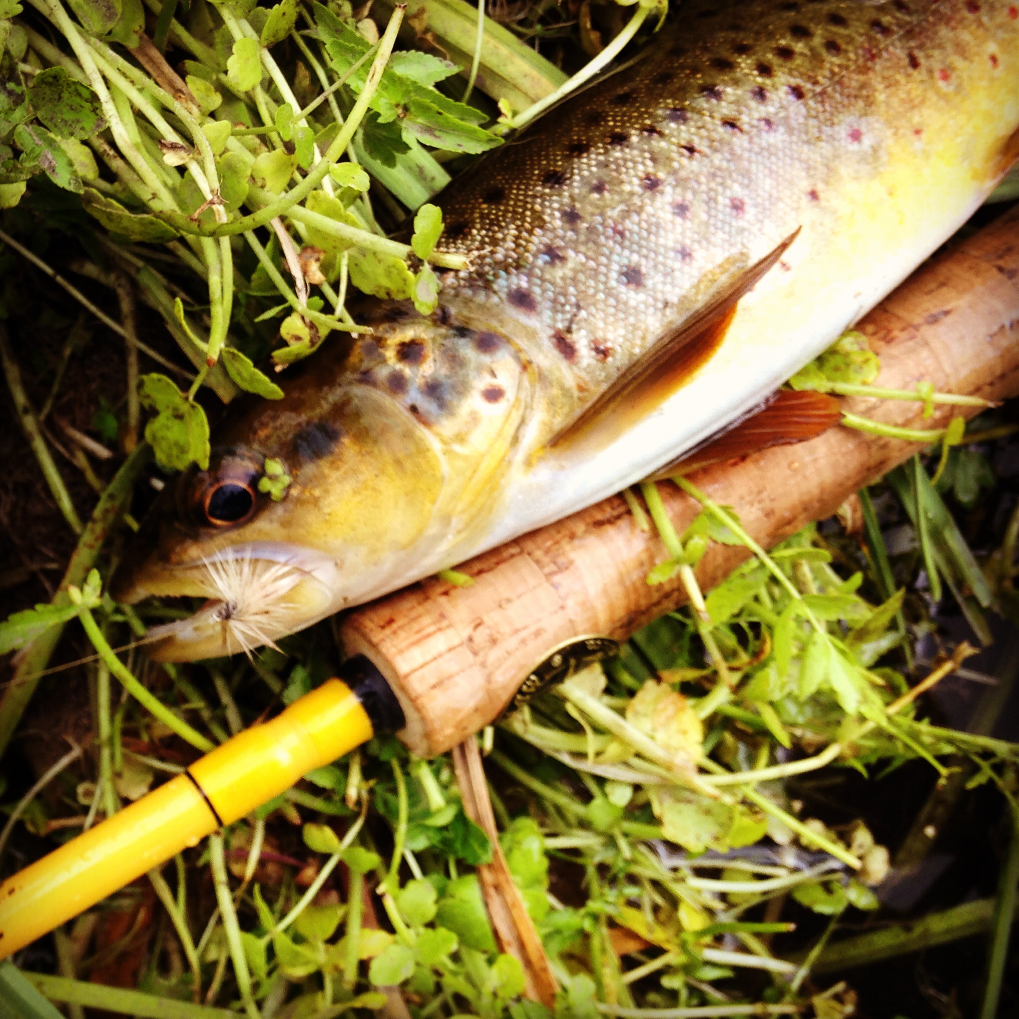 THE OLD YELLOW ROD – Upland Ways