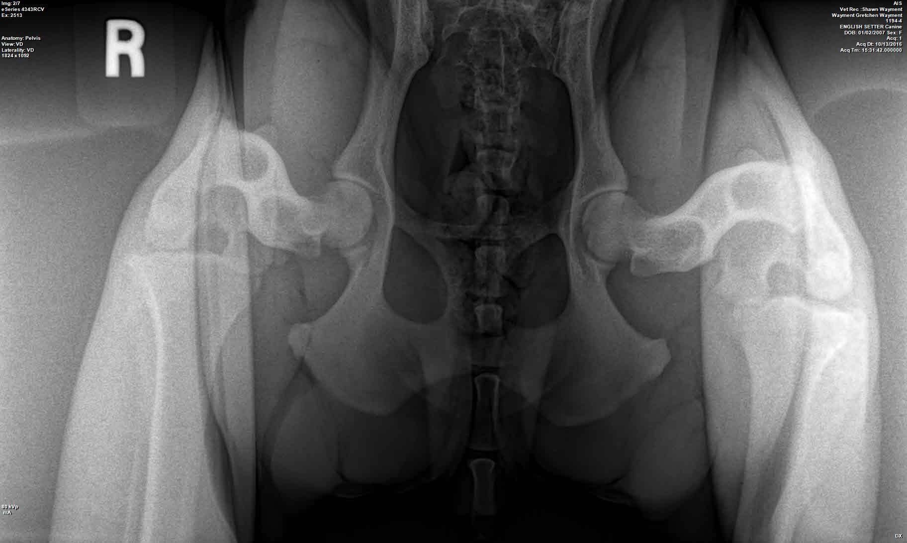 Canine Hip Dysplasia and PennHip – Upland Ways